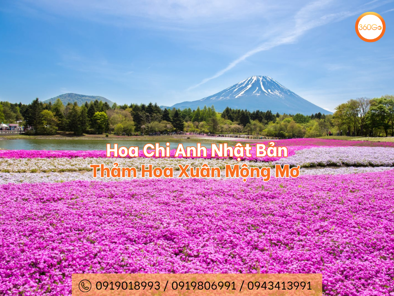 Hoa Chi Anh Nhật Bản - Thảm Hoa Xuân Mộng Mơ